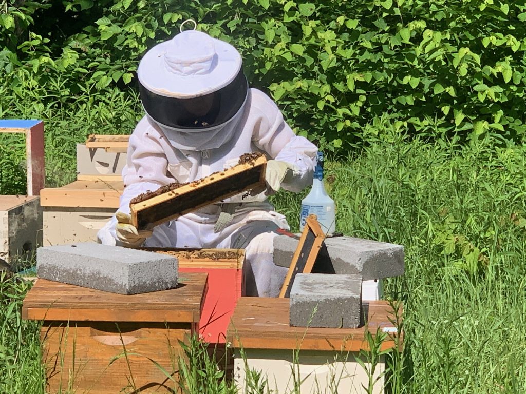 Single Deep Splits with Mated Queens - Backyard Beekeeping
